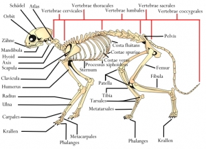 Skelett der Katze - Schnurrinchen